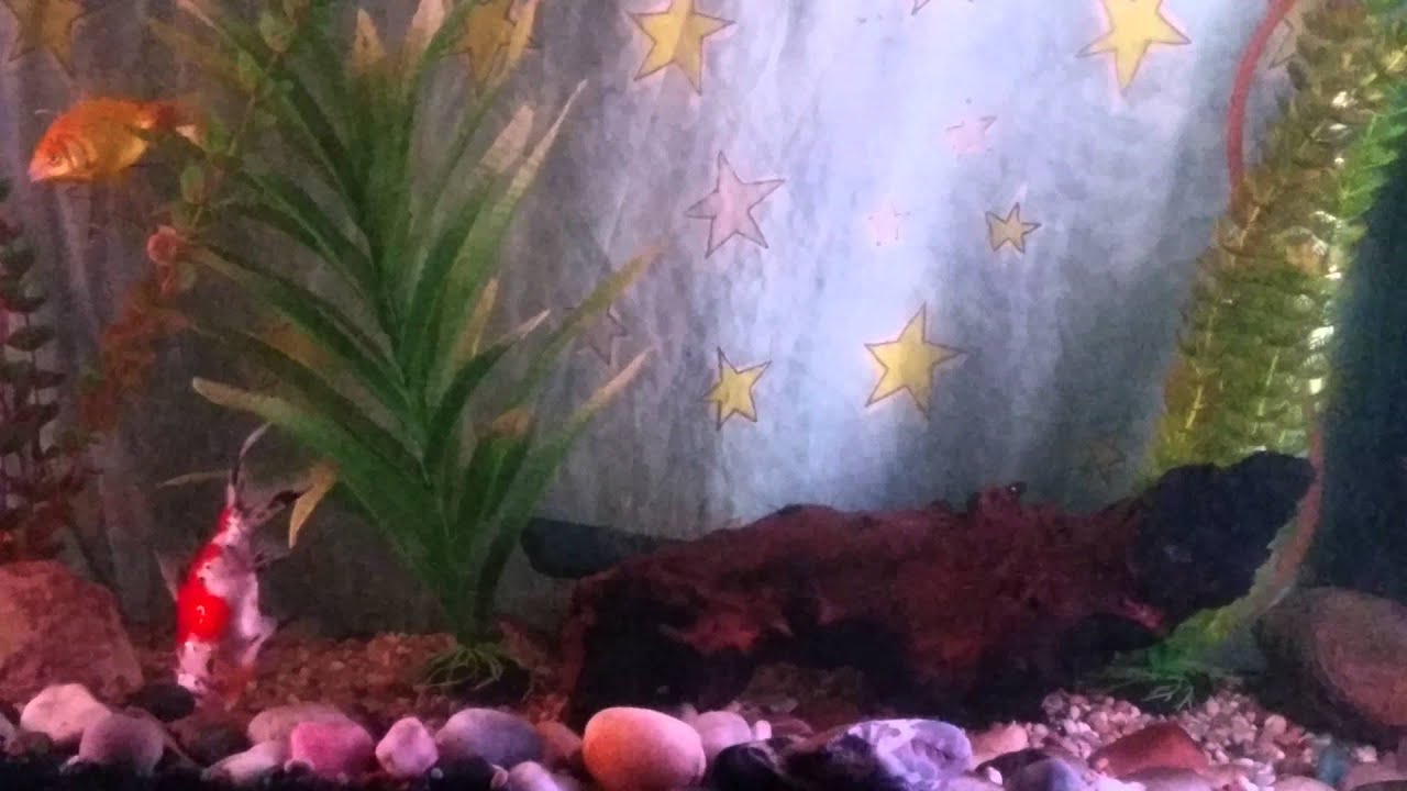 Tank life - YouTube