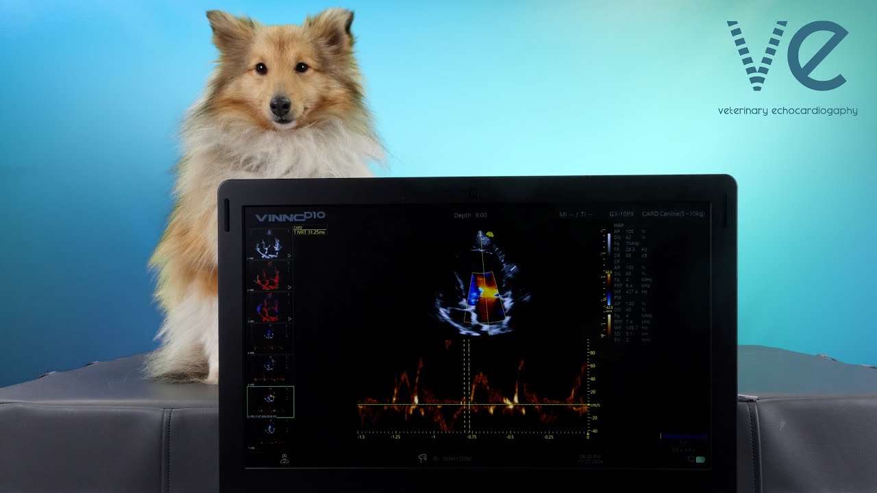 How to obtain and measure IVRT - YouTube