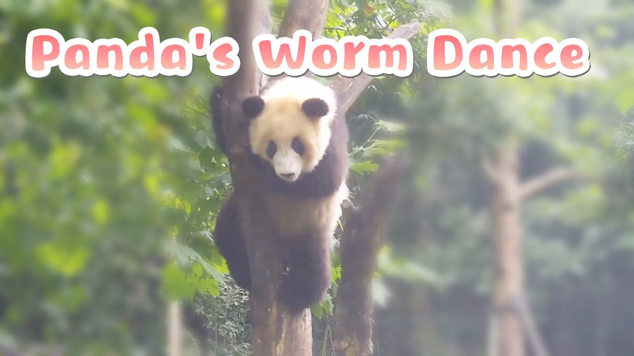 Panda Practicing Worm Dance On The Tree | iPanda - YouTube