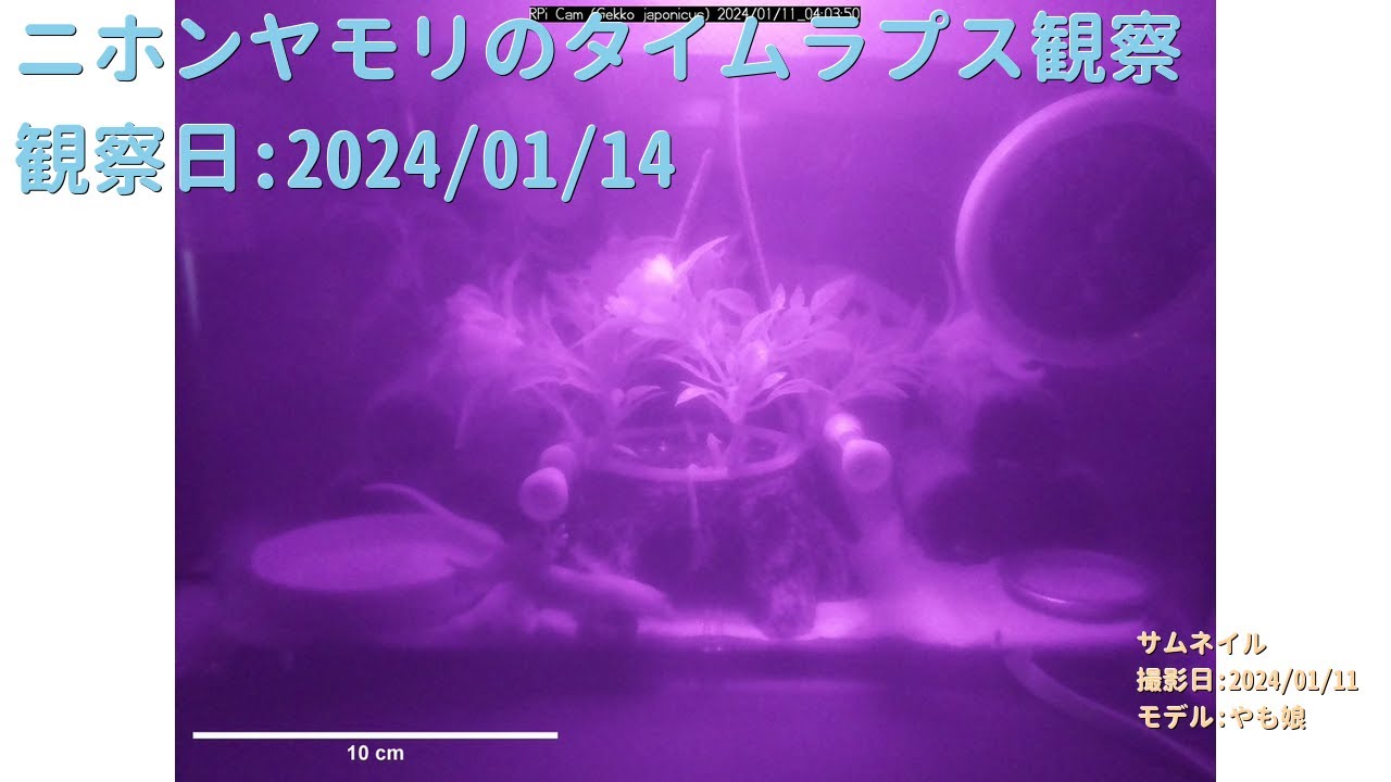 【For Work】 RPi-Cam-Web-Interfaceを使ったテスト（Timelapse） 2024年01月14日 - YouTube