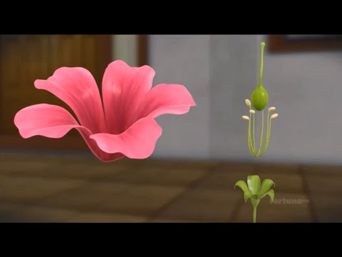 2 Polinasi dan Fertilisasi Angiospermae - YouTube
