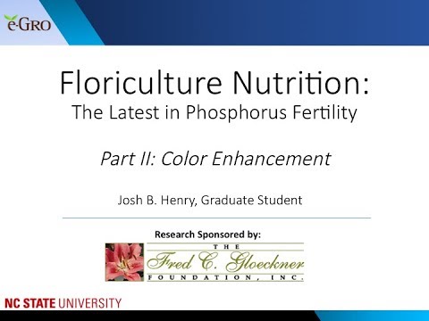 Phosphorus Fertility Part 2: Red Color Enhancement
