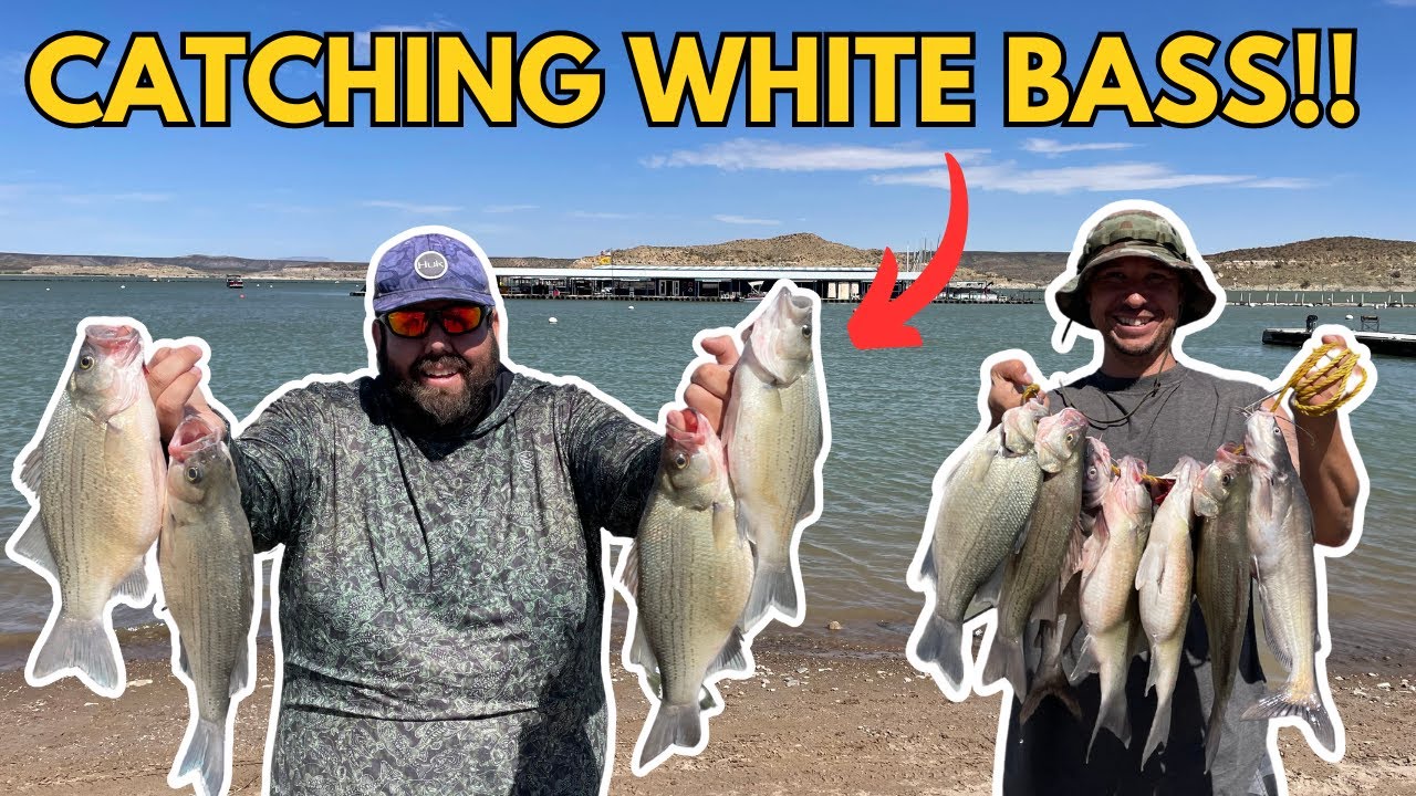 CATCHING WHITE BASS IN ELEPHANT BUTTE LAKE!! - YouTube