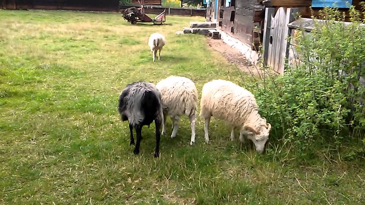 Owce rasy skuddy - folklor portal wiano.eu - YouTube