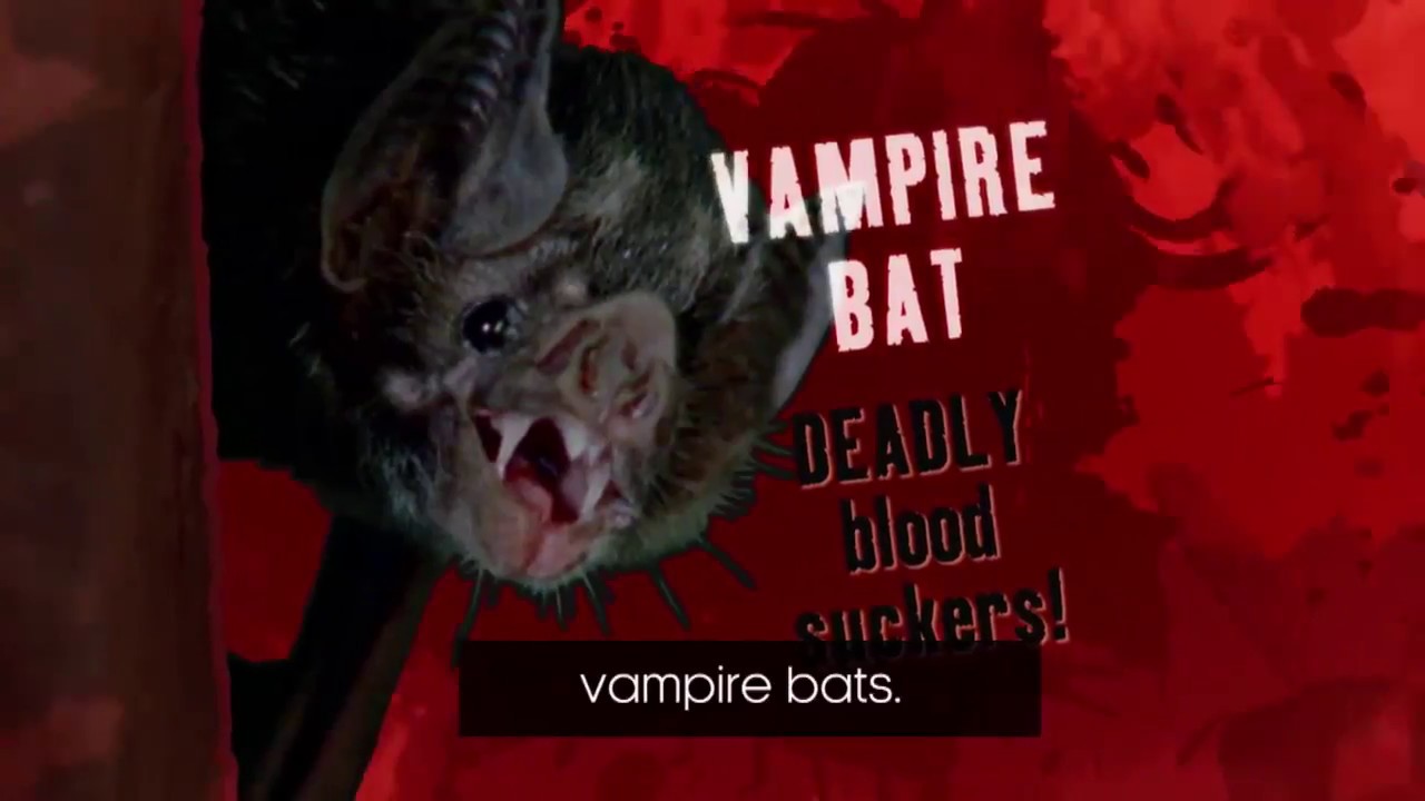 Meet The Vampire Bats I Sony BBC Earth - YouTube