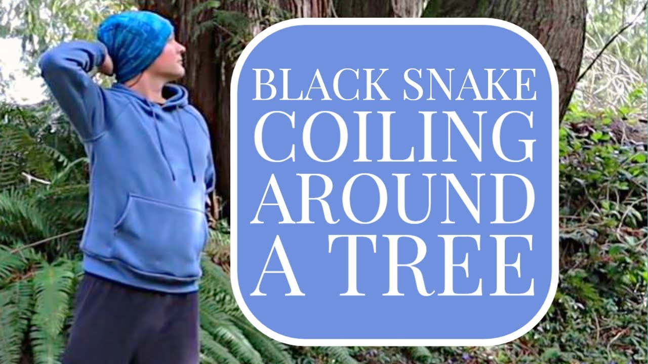 Black Snake Coiling Around A Tree (2H) - YouTube