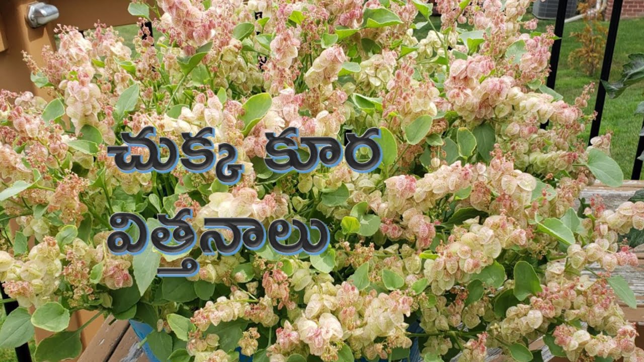 Collecting #ChukkakuraSeeds |చుక్కకూర Seeds|How to collect Katta palak ...