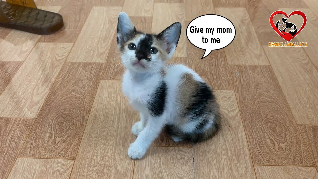 A Pitiful Little Kitten CRYING Lost Mother on the Highway FIRST UPDATE ...