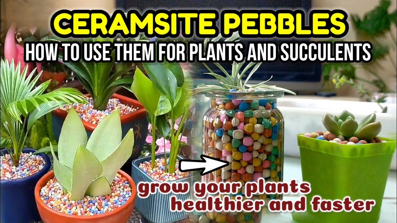 WHAT'S CERAMSITE PEBBLES AND LECA CLAY? How to use ceramsite pebbles ...