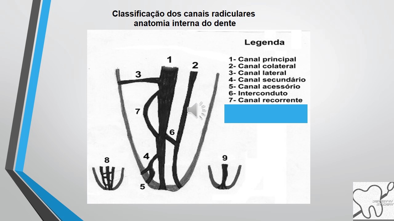 Sistema De Canais Radiculares - RETOEDU