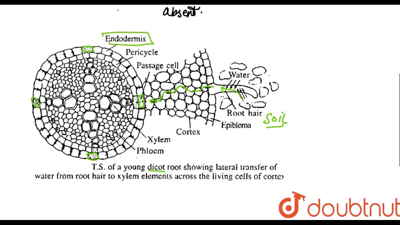 Passage cells are thin walled cells found in - YouTube