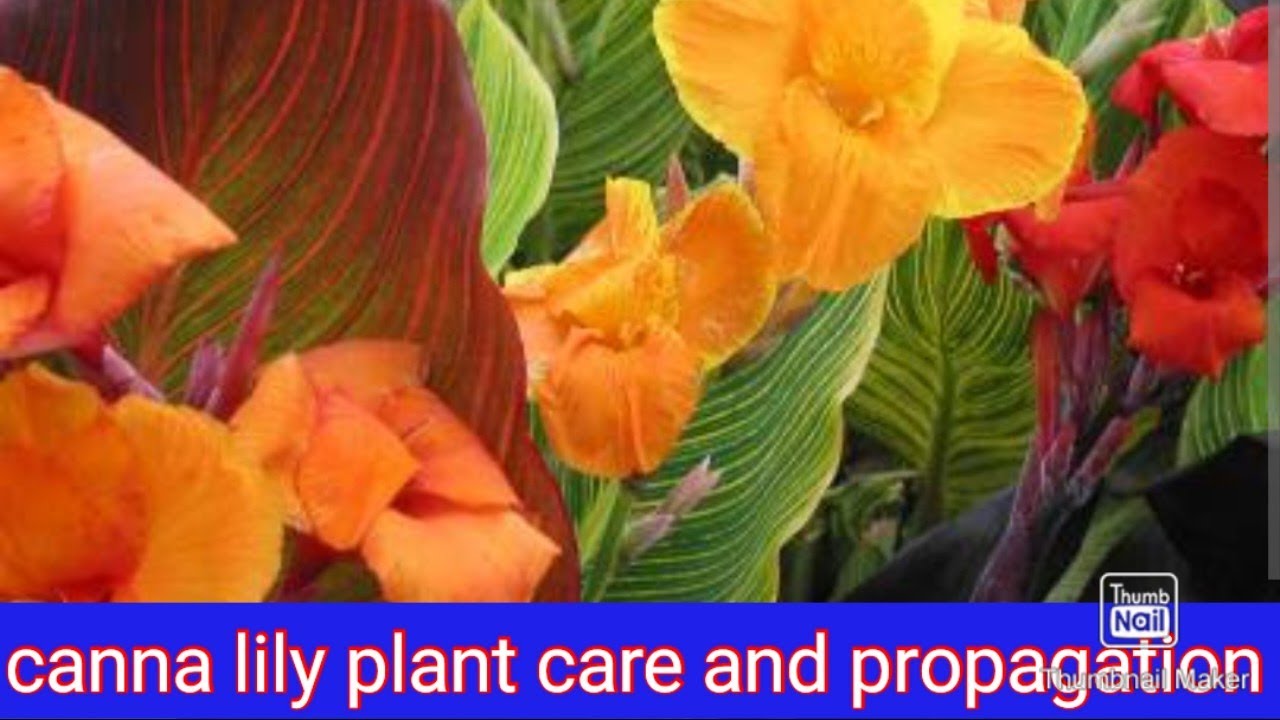 how to grow, care & propagation of canna lily plant# ...