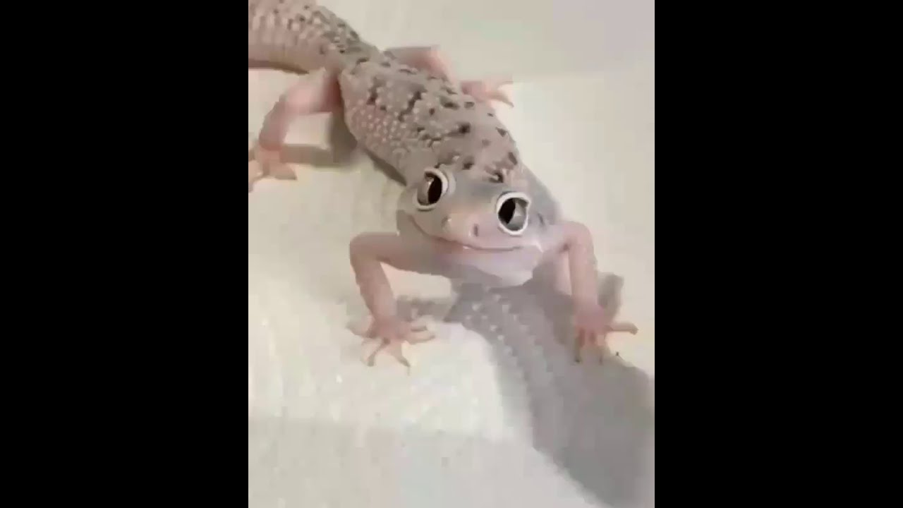 pretty smile of lizard || smiley Lizard || strange animals | Ajab Gajab ...