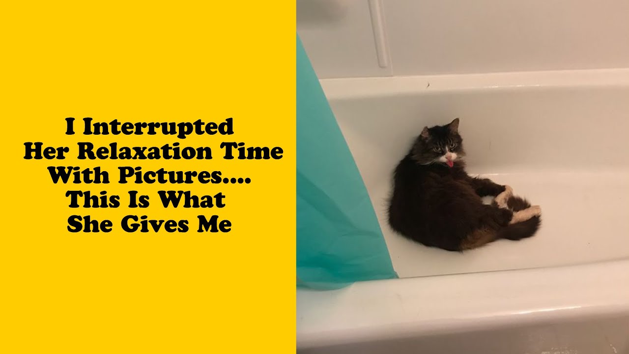 50 Over Dramatic Cats Who Deserve An Oscar 3/3 - Funny cat - YouTube