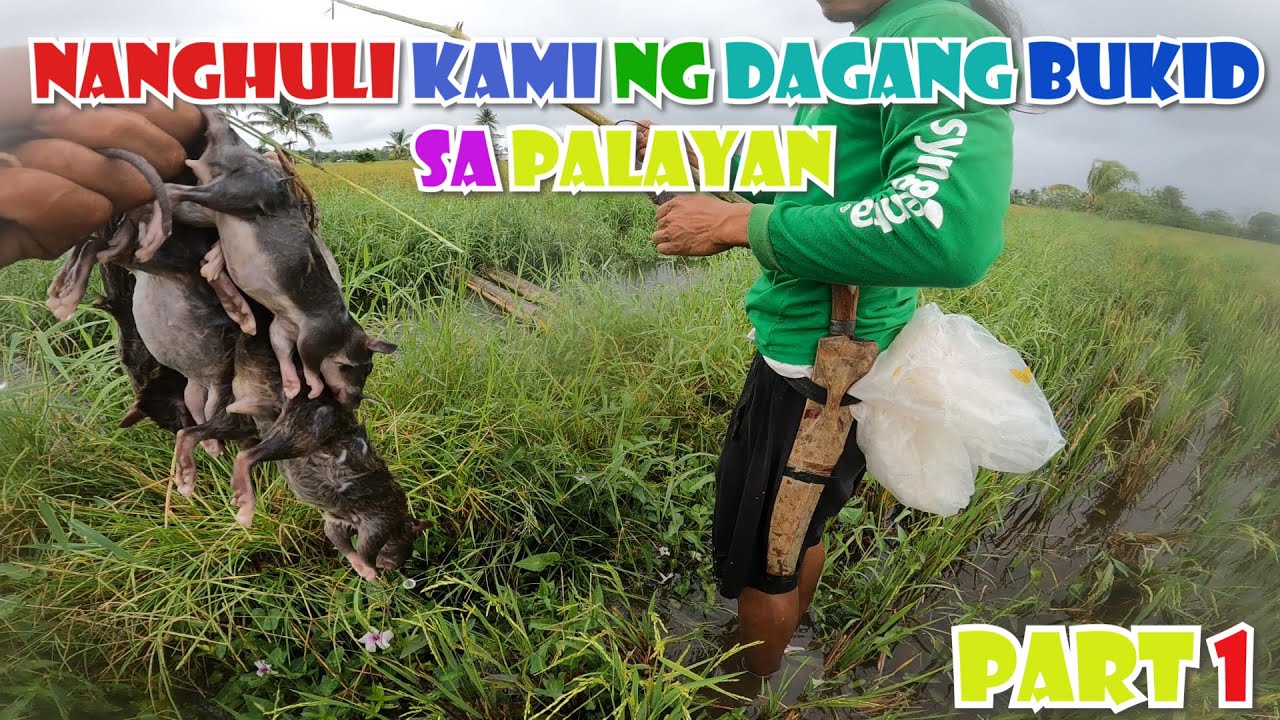 NANGHULI KAMI NG DAGANG BUKID SA PALAYAN. | ENCOUNTER KING COBRA ...