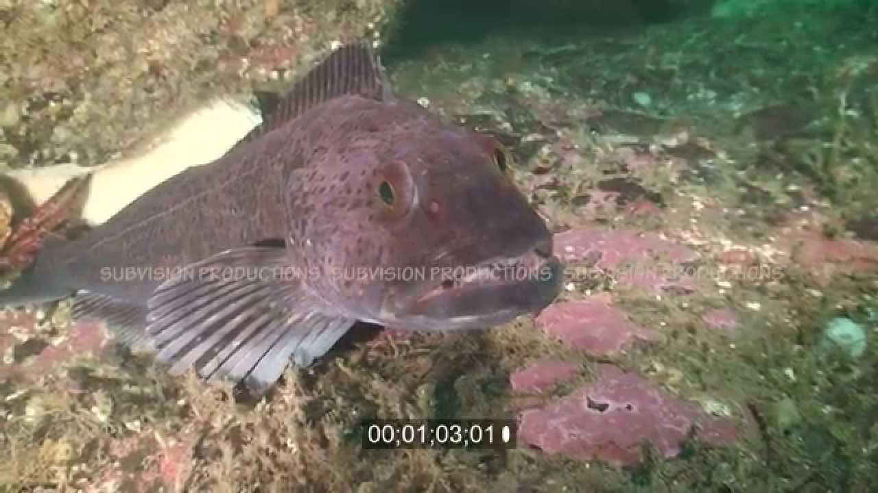 Lingcod egg mass with male and crab underwater HD stock footage - YouTube