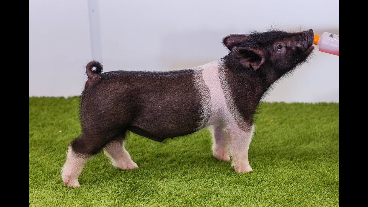 Eggers Show Pigs | 13-1 XB - YouTube