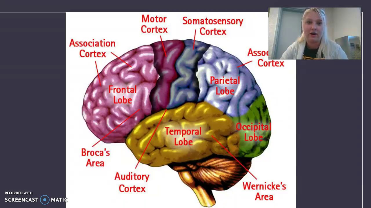 5 Minute Lesson: Brain Structures - YouTube