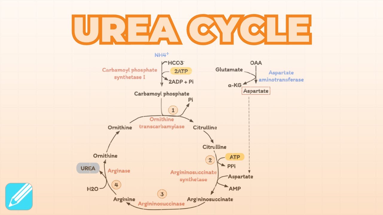 Urea Cycle | Metabolism - YouTube