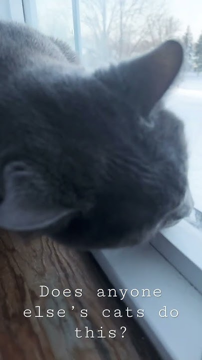Does Anyone Else’s Cats Do This?? #cat #cats #memecat - YouTube