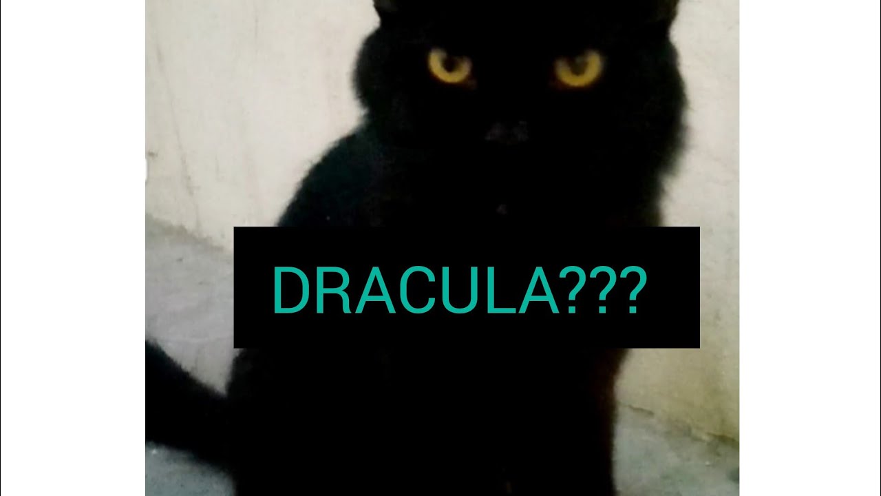 Funny cat? nooo. sad cat no say something - YouTube