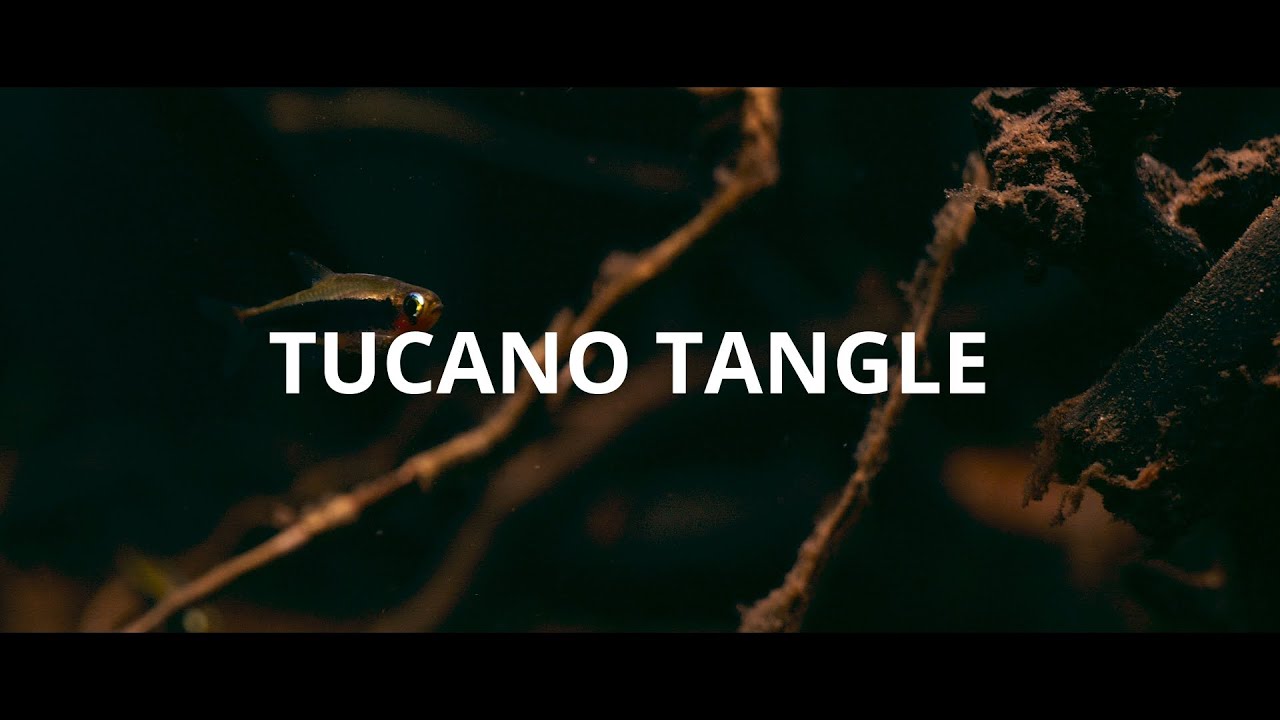 Tucano Tangle - 45cm -UNS 45A Blackwater Aquarium - YouTube