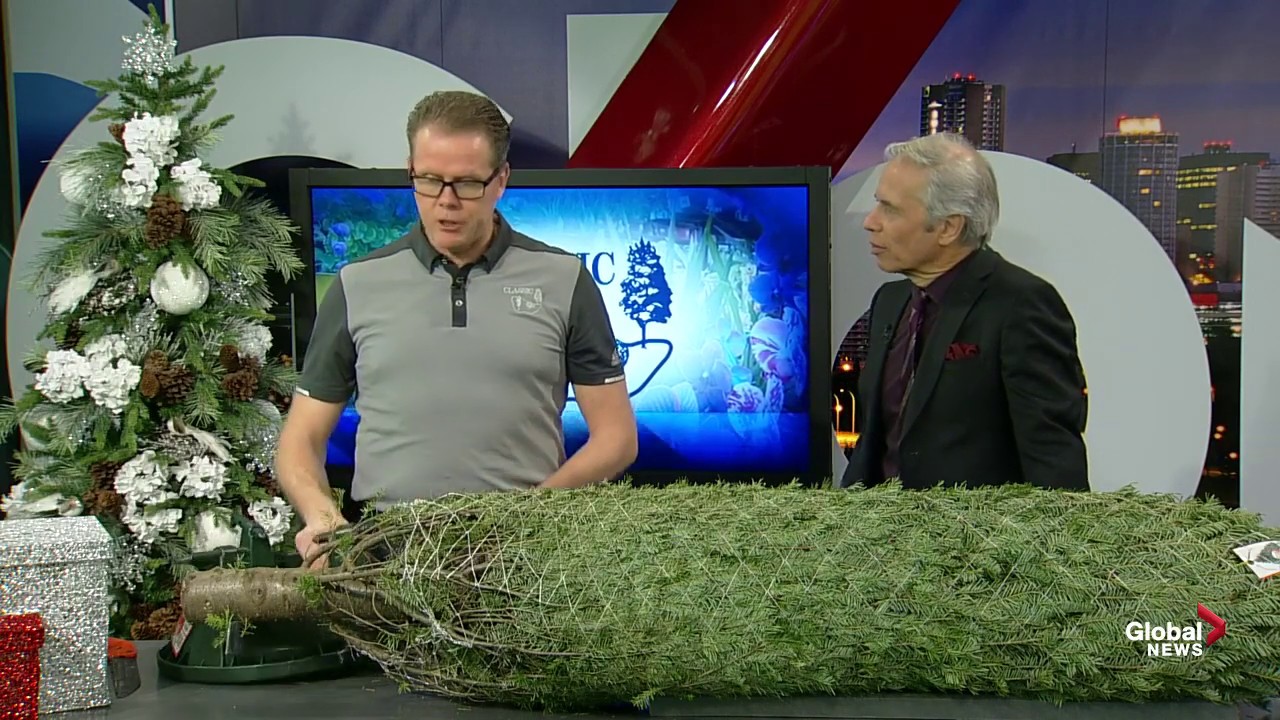 How to pick and care for a real Christmas tree - YouTube