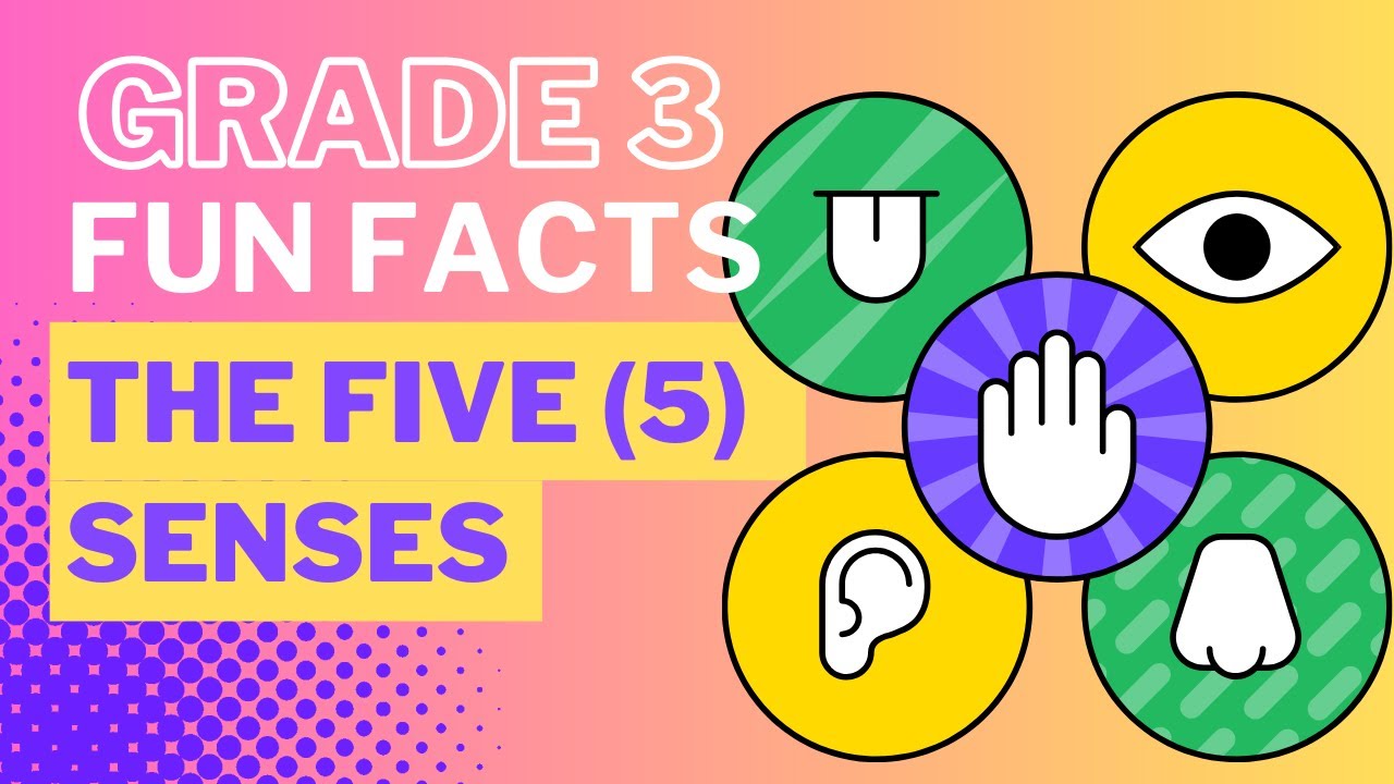 Grade 3 Fun Facts About 5 Senses - YouTube