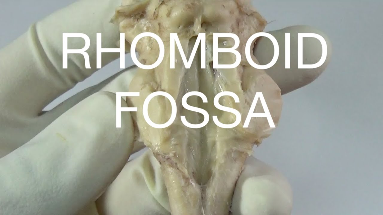 RHOMBOID FOSSA - FLOOR OF FOURTH VENTRICLE - YouTube