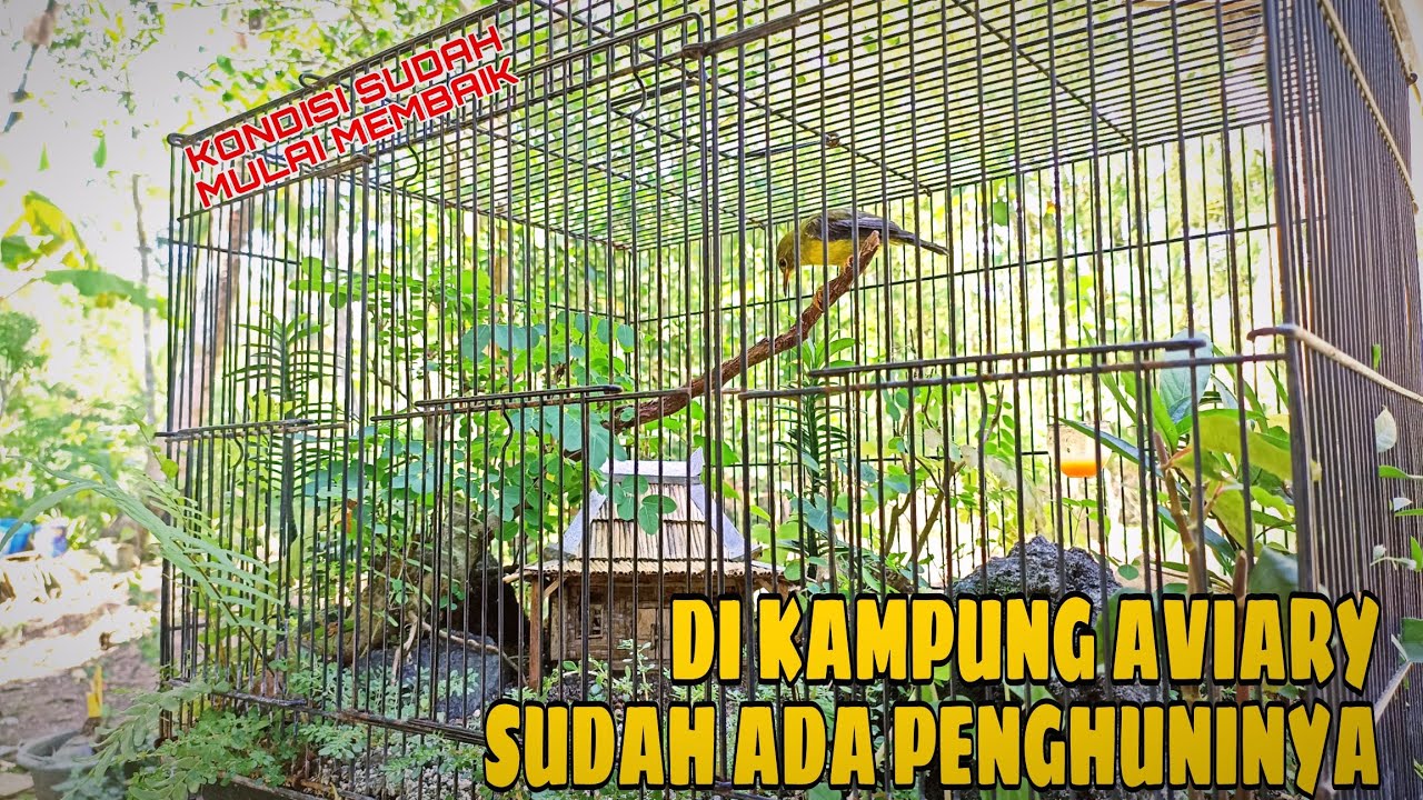 KEREN!! Suasana Burung Kecil Di Kampung Aviary - YouTube