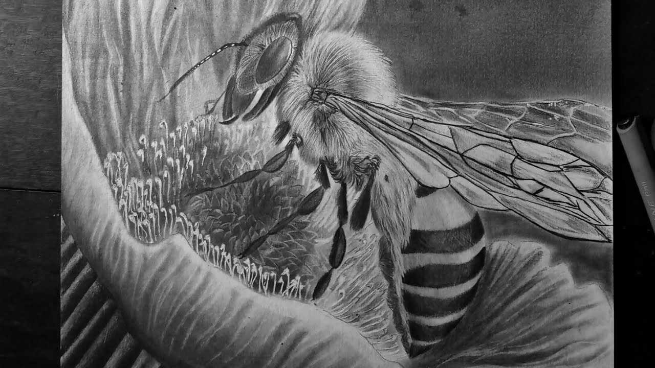 drawing a honey bee 🐝 | hyper realistic drawing by angkur arts| part 2 ...