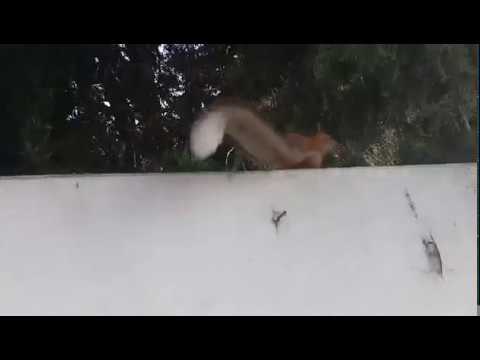 Bu dele İdman Akademiyasina imtahana gelib! Qabiliyyet imtahanina ) 27.07.2018