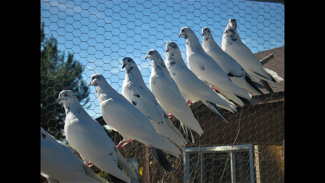 Iranian High Flying Pigeons ( Sep.11/99 deg.Romoland CA ) - YouTube