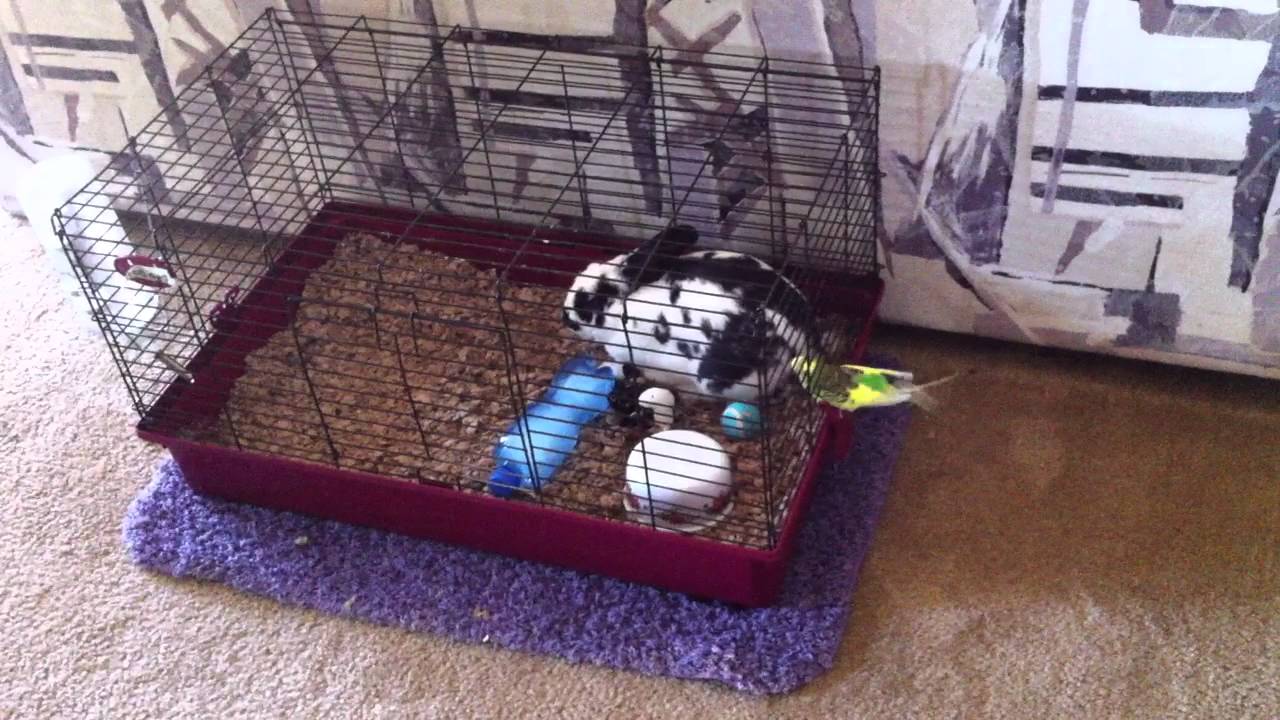 Bird And Rabbit Friends - YouTube