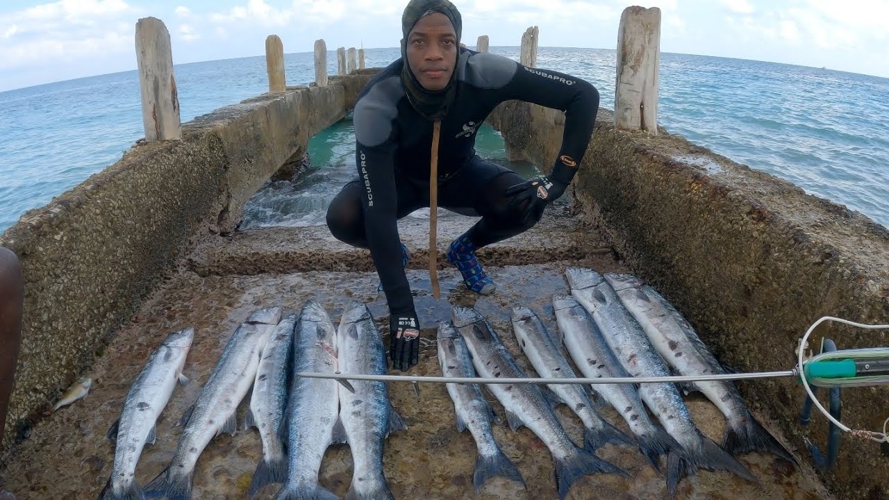 OUR BIGGEST BARRACUDA Catch in #2023 @SpearfishingWithOdane - YouTube