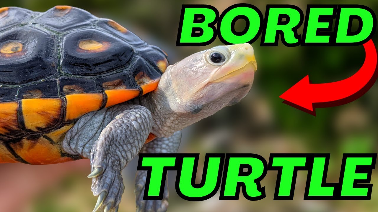 My TURTLES Are BORED? (Enrichment) - YouTube