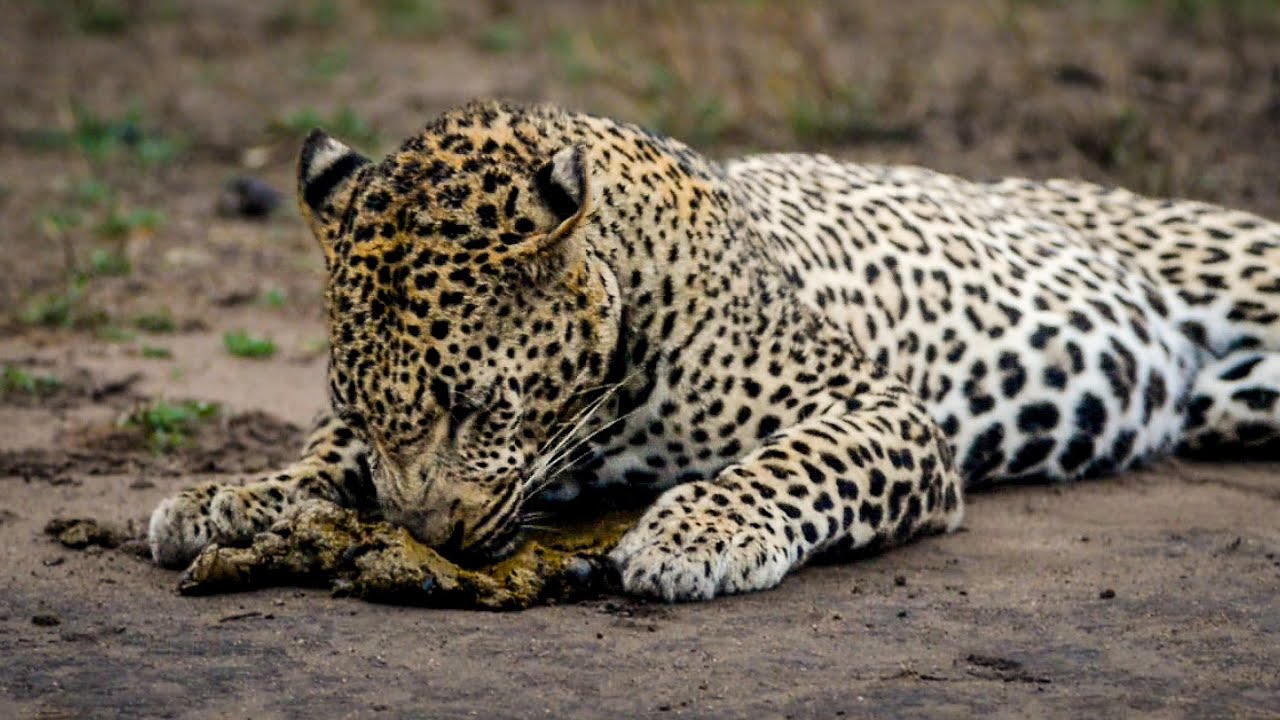 Leopard dines out on dung cake | andBeyond Tengile | WILDwatch - YouTube