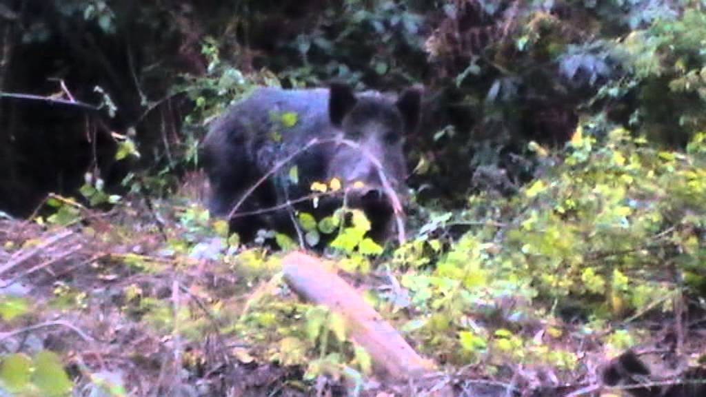 pig attack Yorkley - YouTube