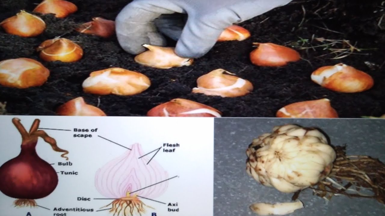 Separation and division/propagation through separation and division ...