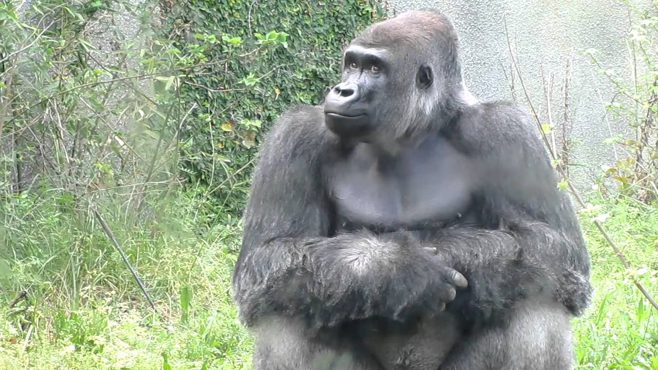 Gorilla Training at B'ham Zoo - YouTube