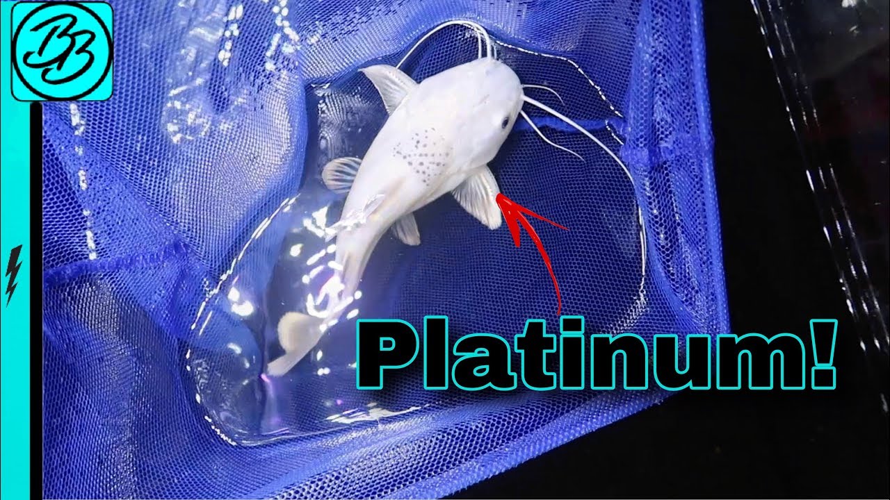 Transferring The Most EXPENSIVE Platinum Fish Into *NEW* JUNGLE Tank ...