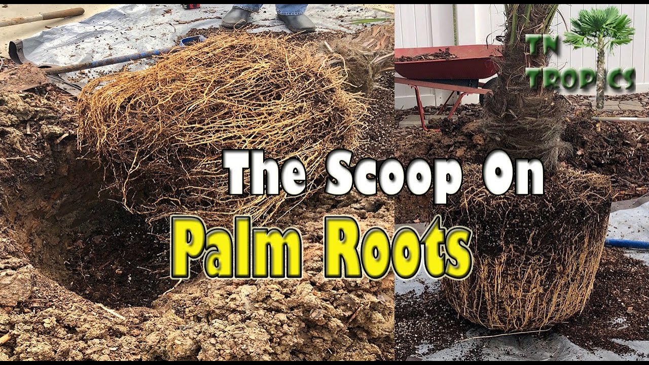 Windmill Palm Tree Root System