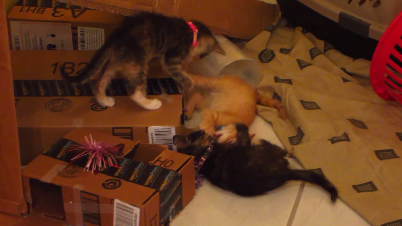 Tiny Kittens Play Fighting and Hiding In Amazon Box - 6 Weeks Old - YouTube
