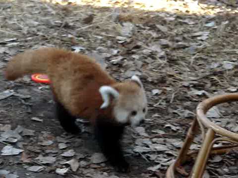 Baby Red Panda Playing At The Zoo - YouTube