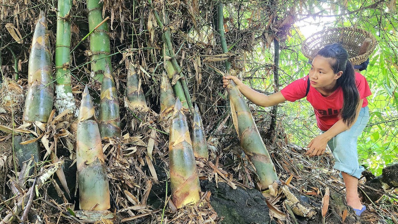 The girl went into the forest to pick shoots to sell, bought instant ...