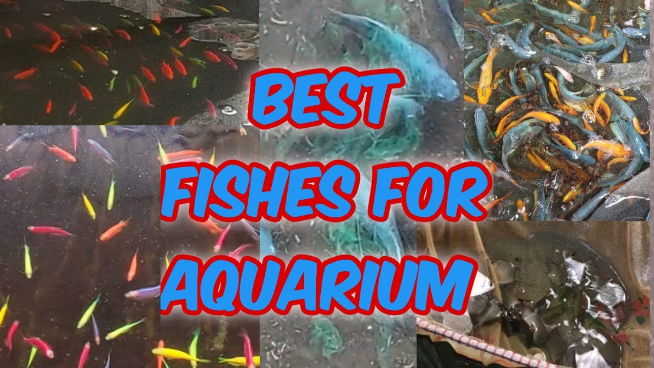Fish ke upar Fish But all are Aquarium Fish - YouTube