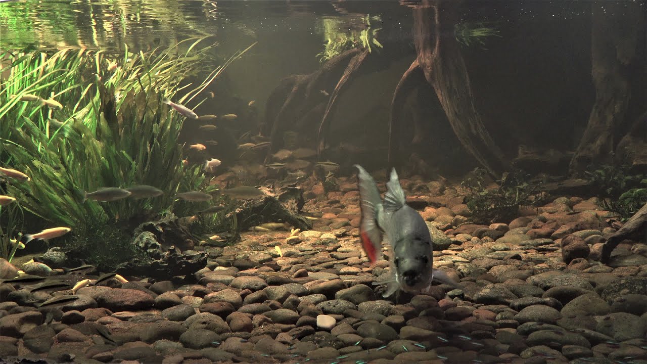 goliath tigerfish middle of a teethchange - YouTube