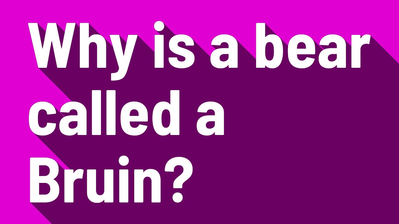 Why is a bear called a Bruin? - YouTube