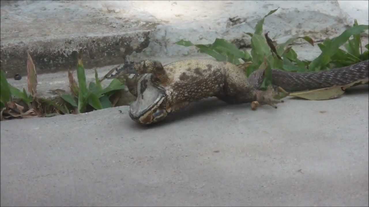 Snake vs frog or frog vs snake... - YouTube
