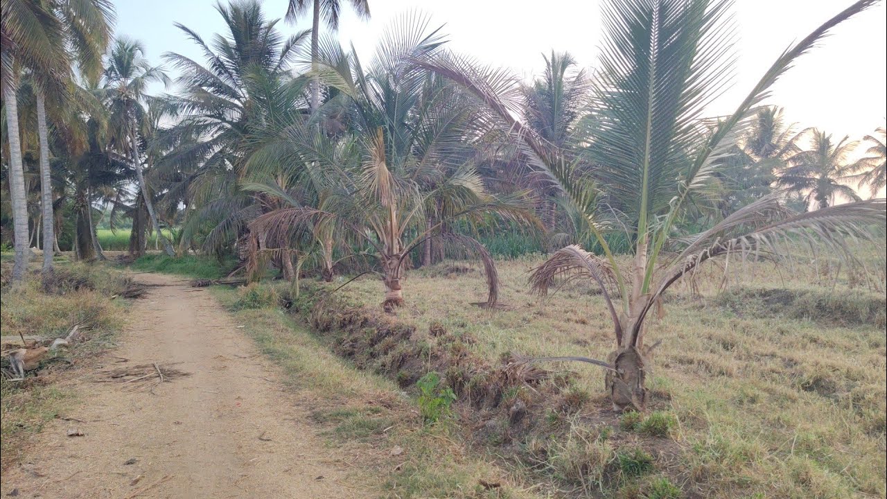 10 kunte Land for sale in Mysore ( 9110861228 ) - YouTube